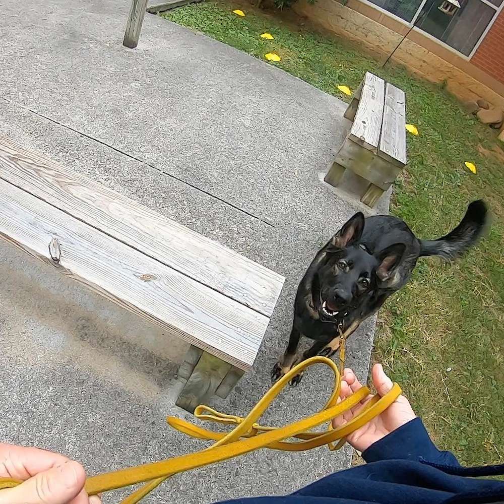 Pippa is a Sable German Shepherd