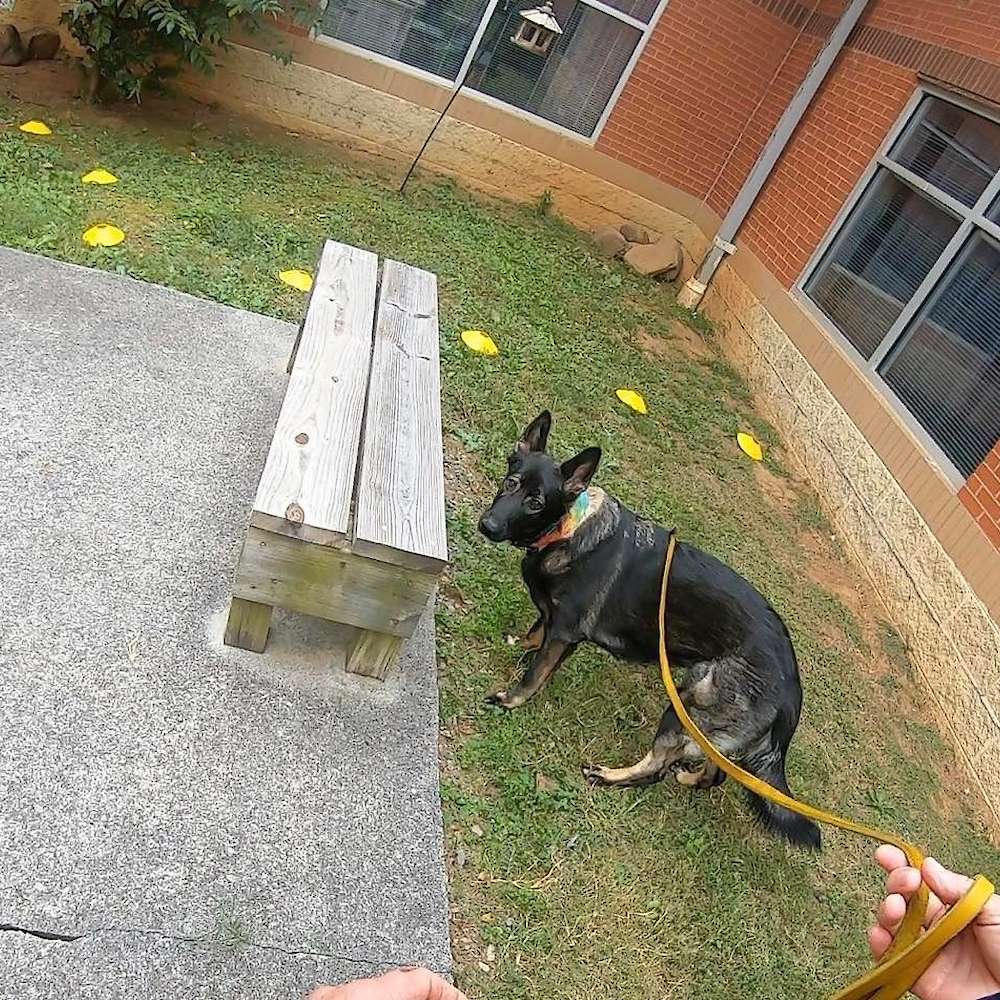 Pippa is a Sable German Shepherd